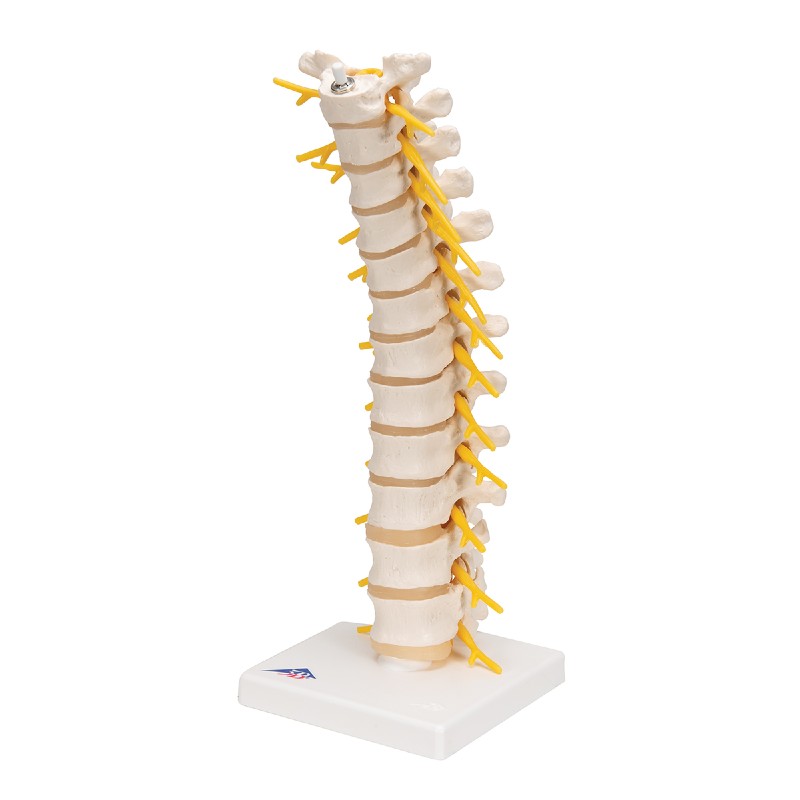 3B Scientific Thoracic Spine Model | Health and Care
